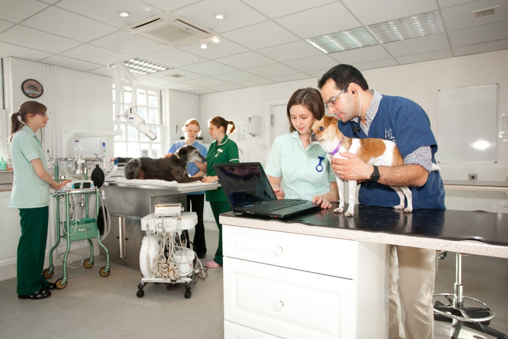 Doctors Vs Vets: What Is The Difference?